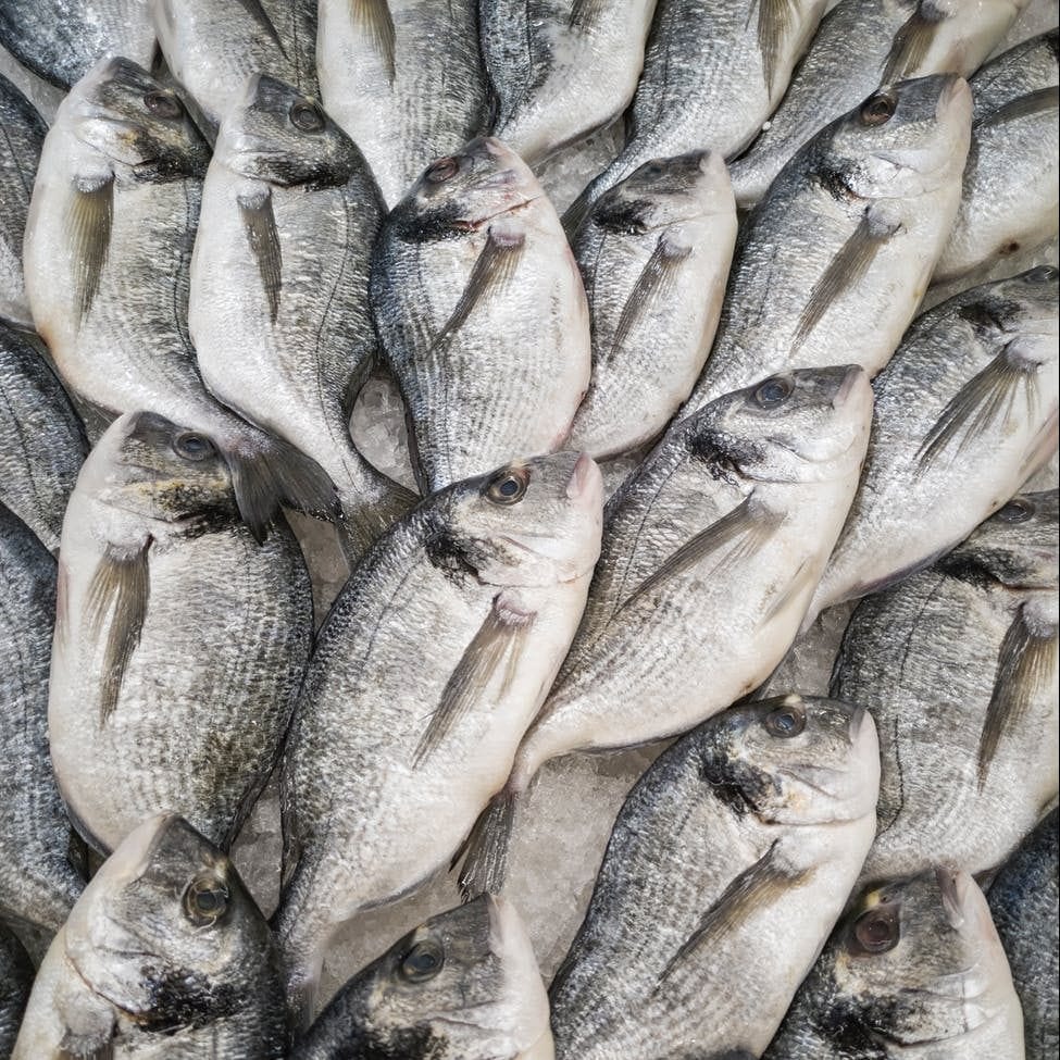 Status of Australia's Fish Stocks | Oceanwatch Australia