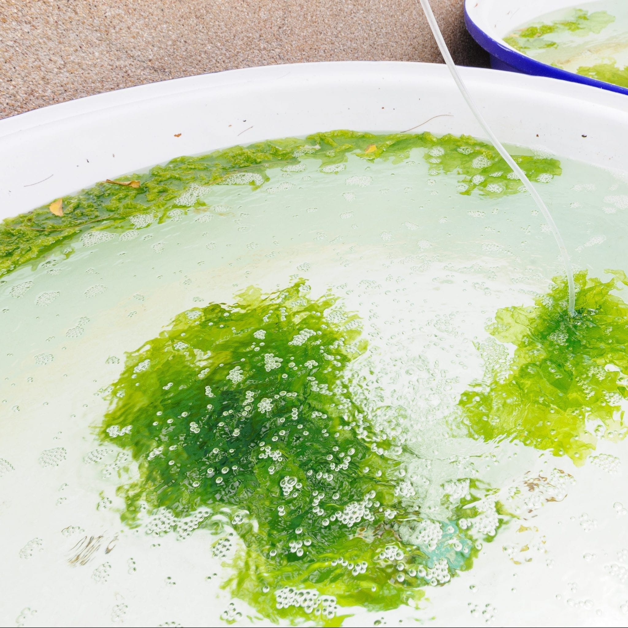 How can algae power my car? | Oceanwatch Australia