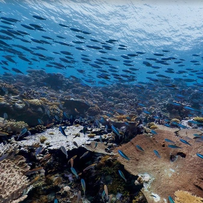 360 degree view of the sea in your own home | Oceanwatch Australia
