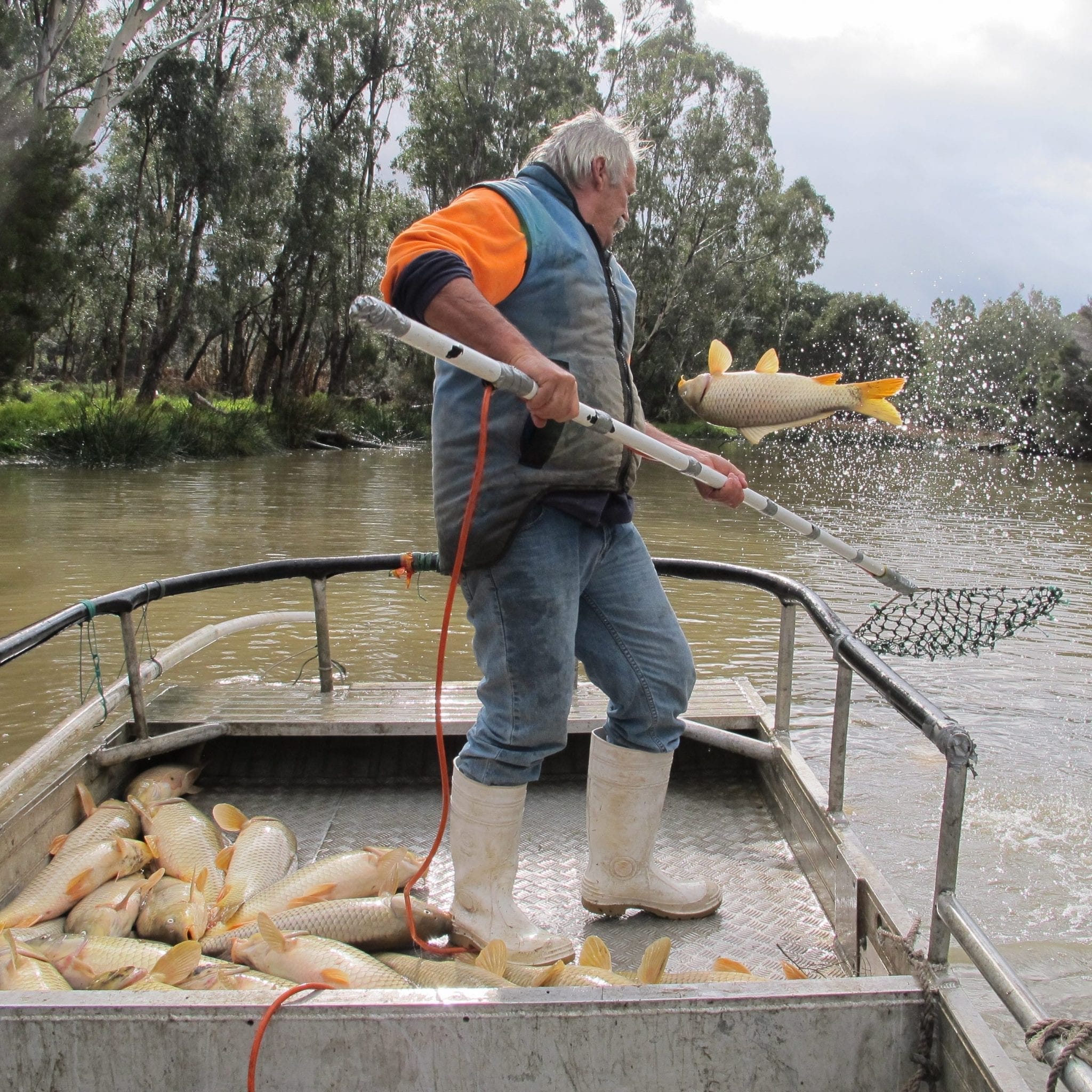 Something to give a Carp about | Oceanwatch Australia