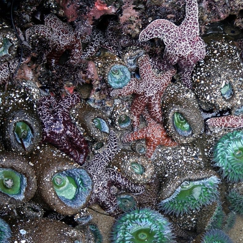 Fancy meeting some sea creatures? Australia's best rockpools ...