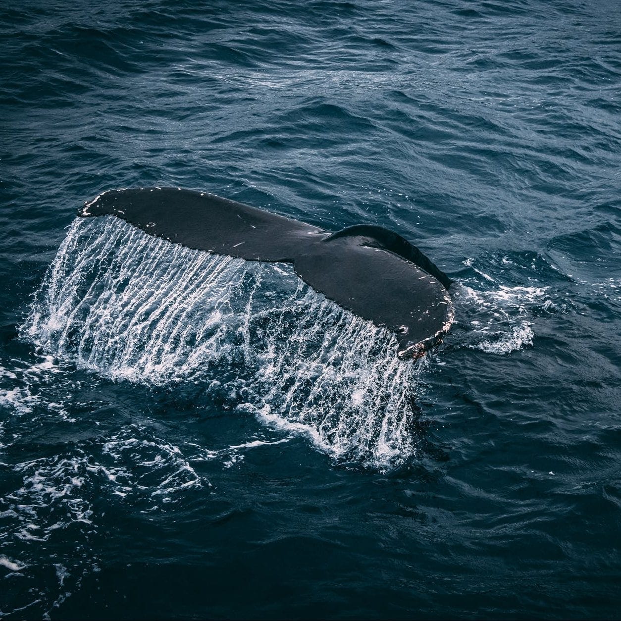 East Coast Whale Entanglement Mitigation Program | Oceanwatch Australia