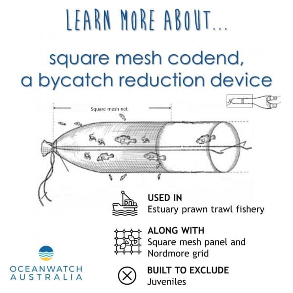 Reducing Bycatch | Oceanwatch Australia