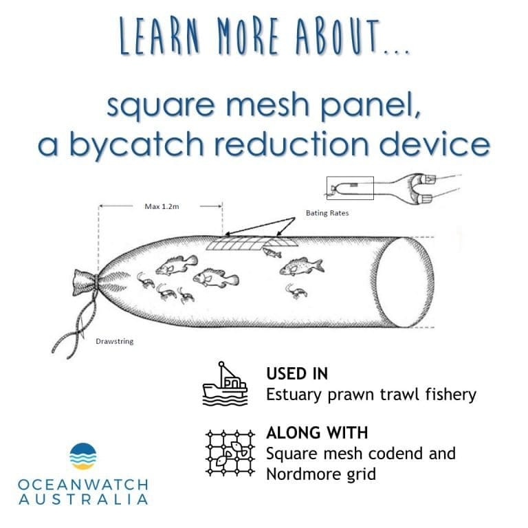 Reducing Bycatch | Oceanwatch Australia