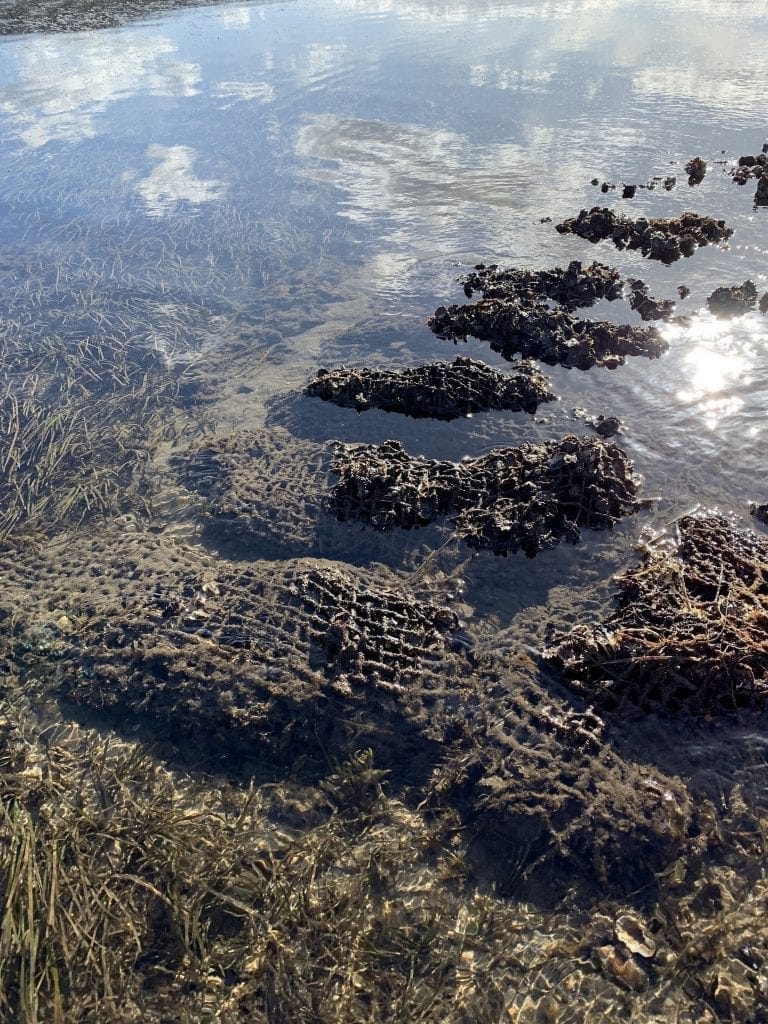 Living Shorelines | Oceanwatch Australia