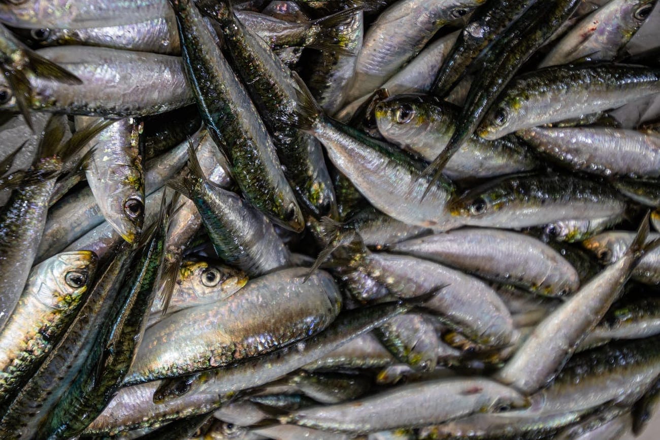 Fish Online Training | Oceanwatch Australia