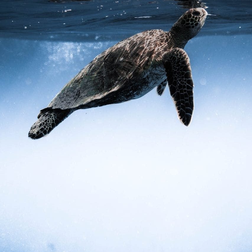 Threatened, Endangered and Protected Species and Bycatch Best Practice ...