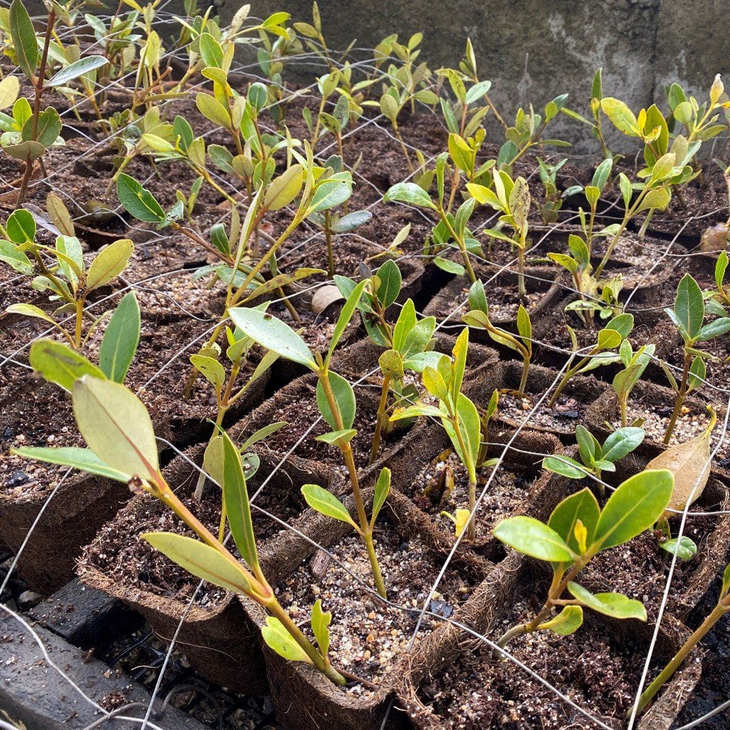 Home | Oceanwatch Australia