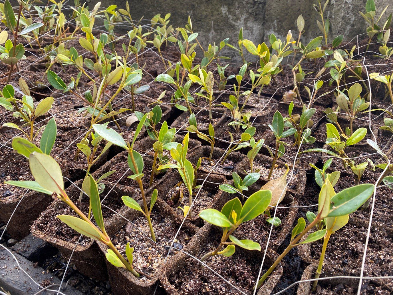 Post-Bushfire Mangrove Recovery | Oceanwatch Australia